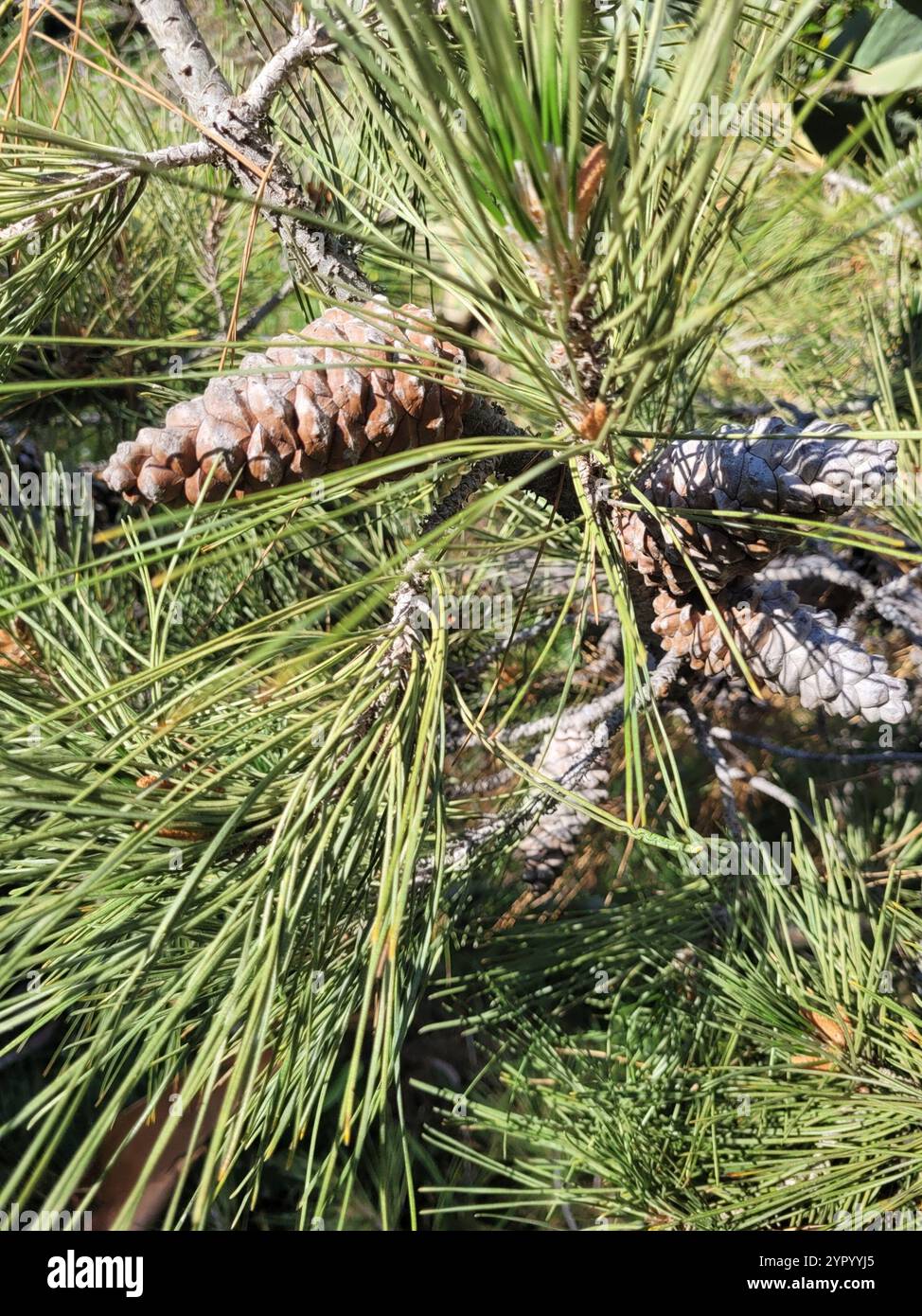 knobcone pine (Pinus attenuata Stock Photo - Alamy