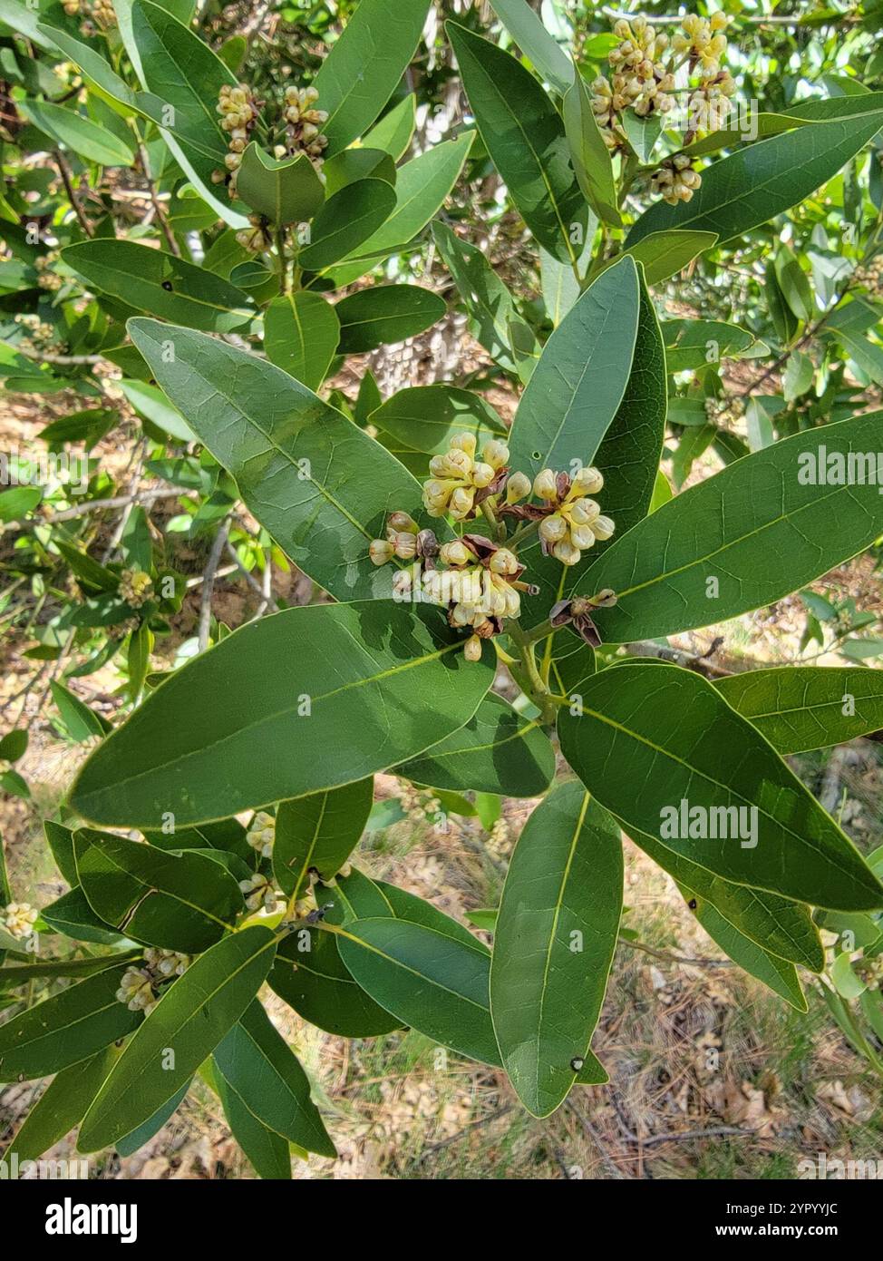California bay (Umbellularia californica Stock Photo - Alamy