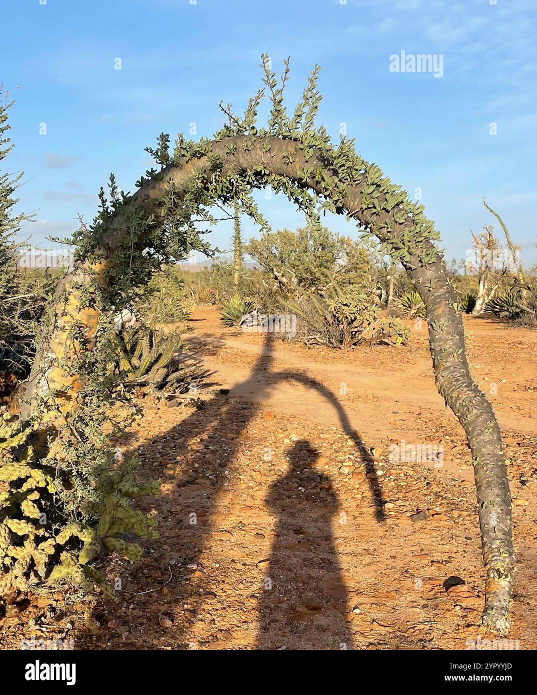 Boojum tree (Fouquieria columnaris Stock Photo - Alamy