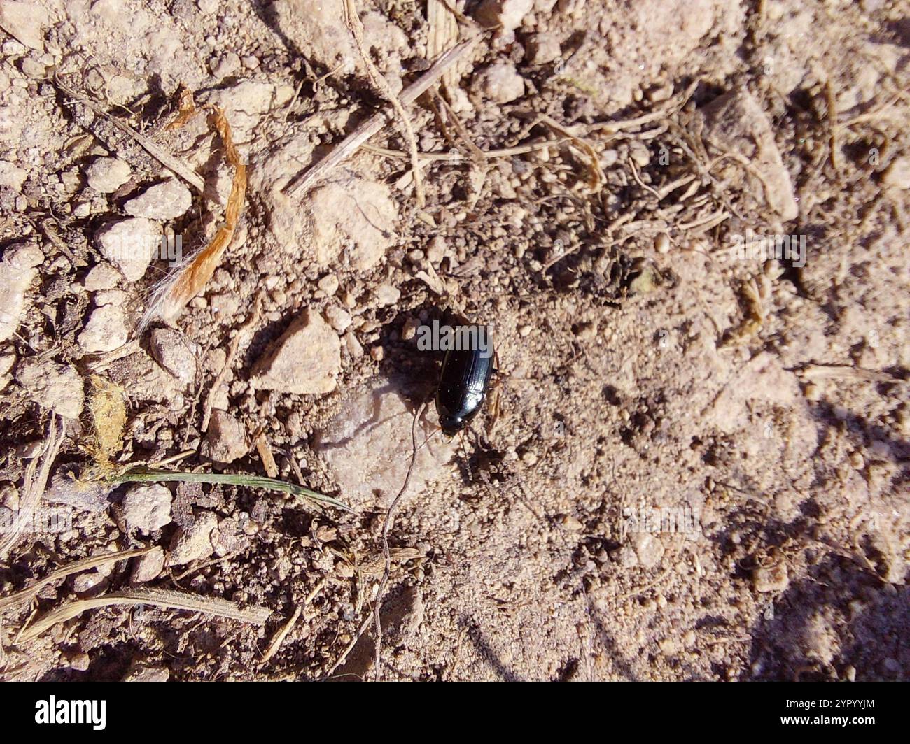 Common Sun Beetle (Amara aenea Stock Photo - Alamy