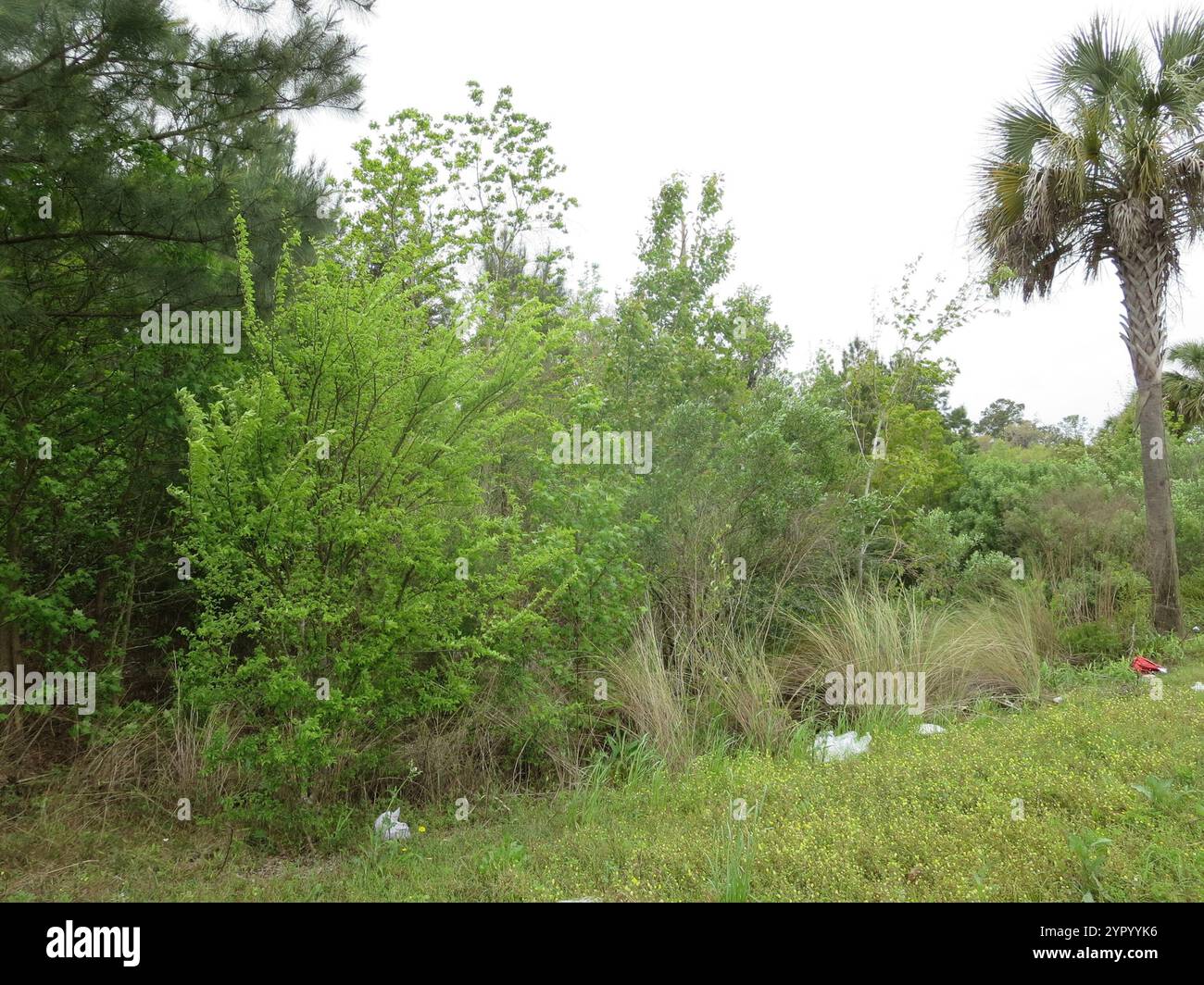 groundsel tree (Baccharis halimifolia Stock Photo - Alamy