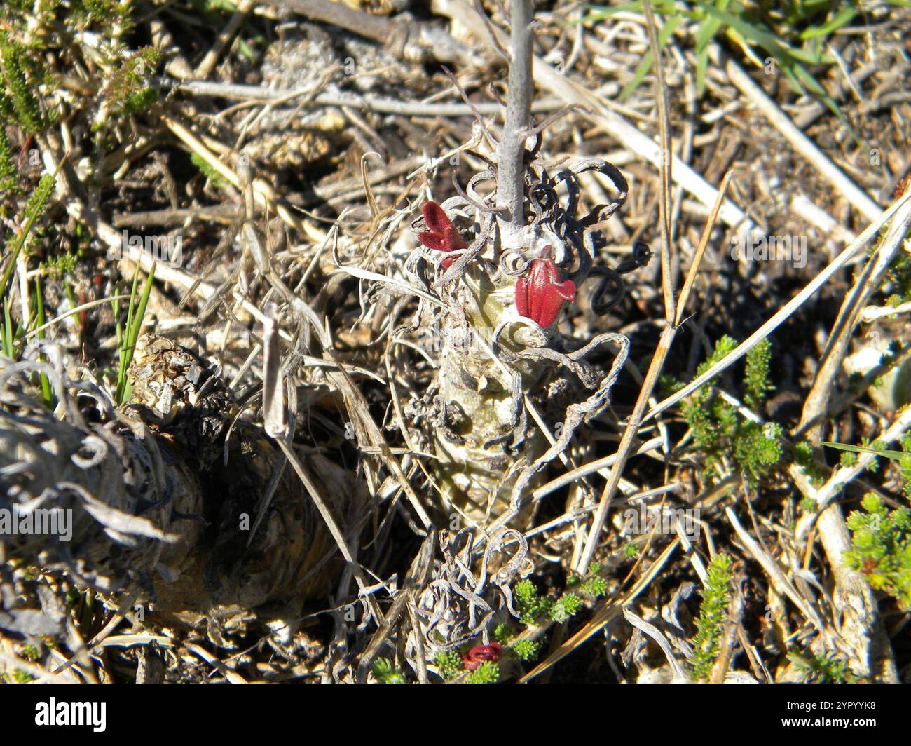 Grand Butterbush (Tylecodon grandiflorus Stock Photo - Alamy