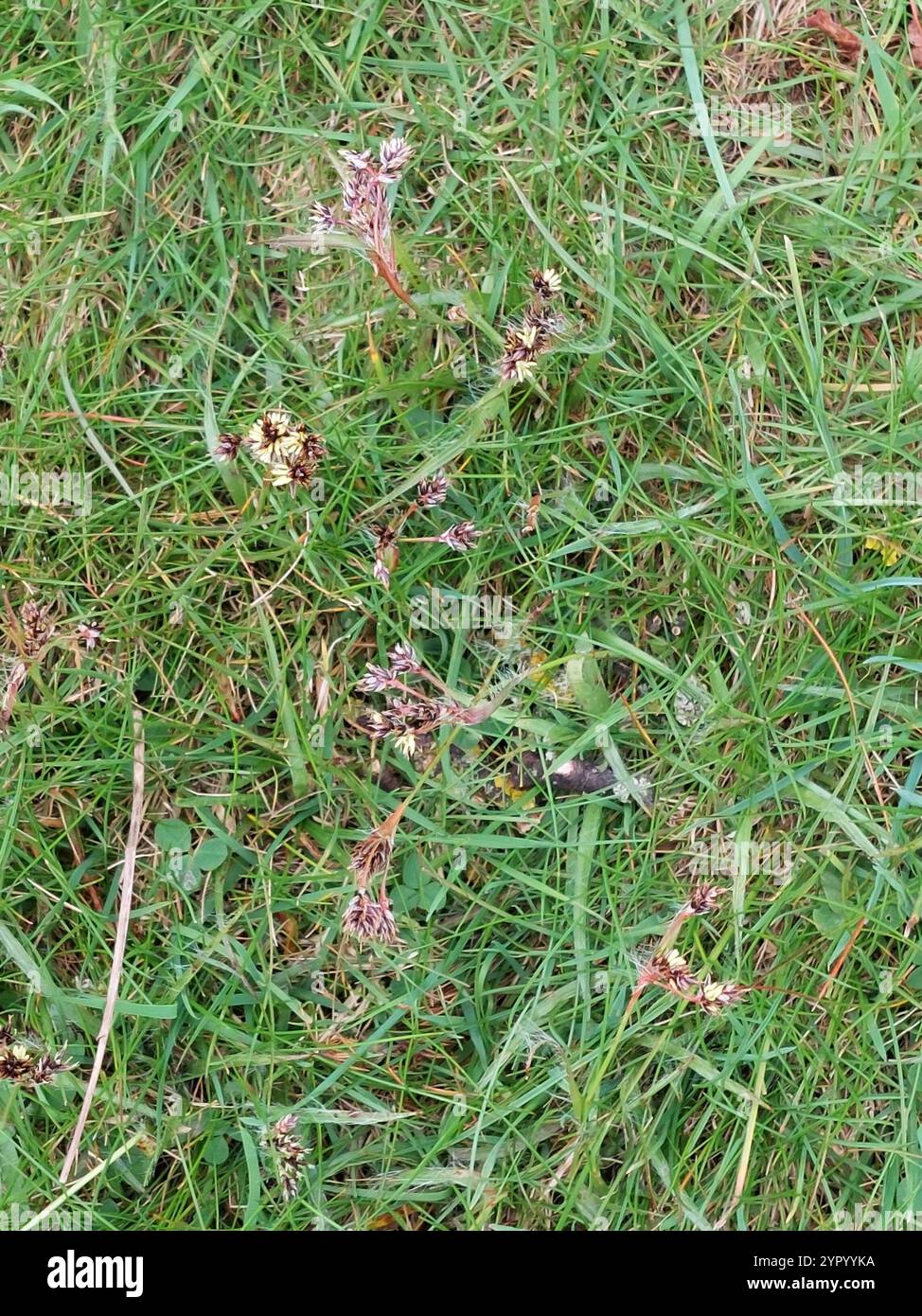 Field woodrush (Luzula campestris Stock Photo - Alamy