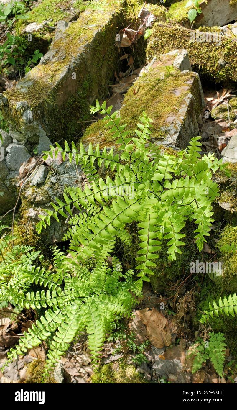 northern maidenhair fern (Adiantum pedatum Stock Photo - Alamy