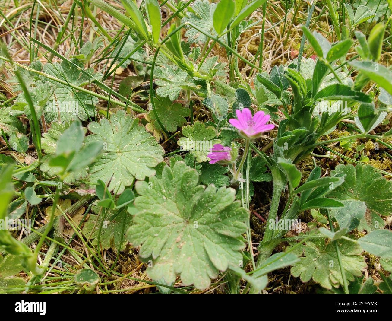 Dove's-foot crane's-bill (Geranium molle Stock Photo - Alamy