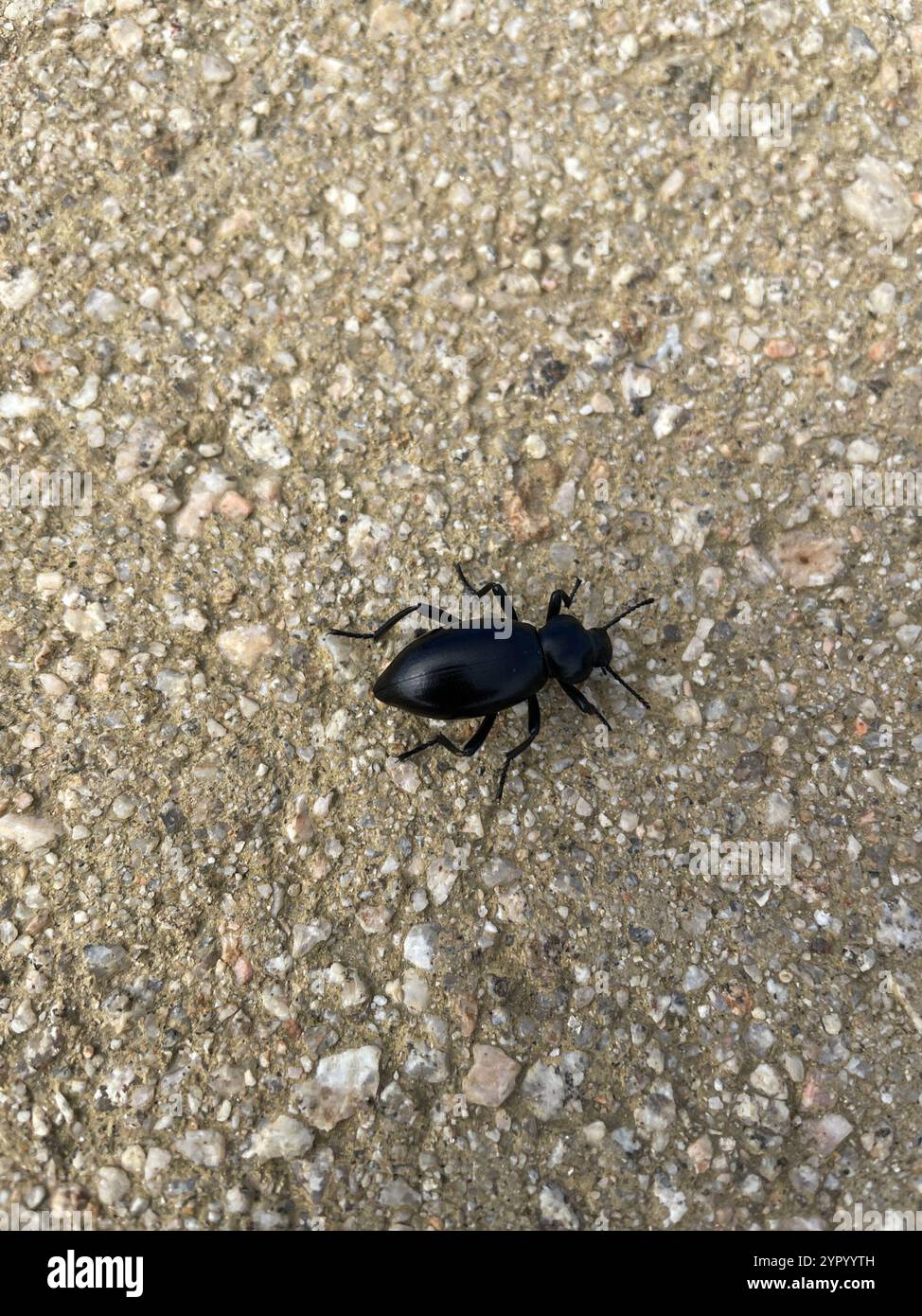 Desert Stink Beetles (Eleodes Stock Photo - Alamy