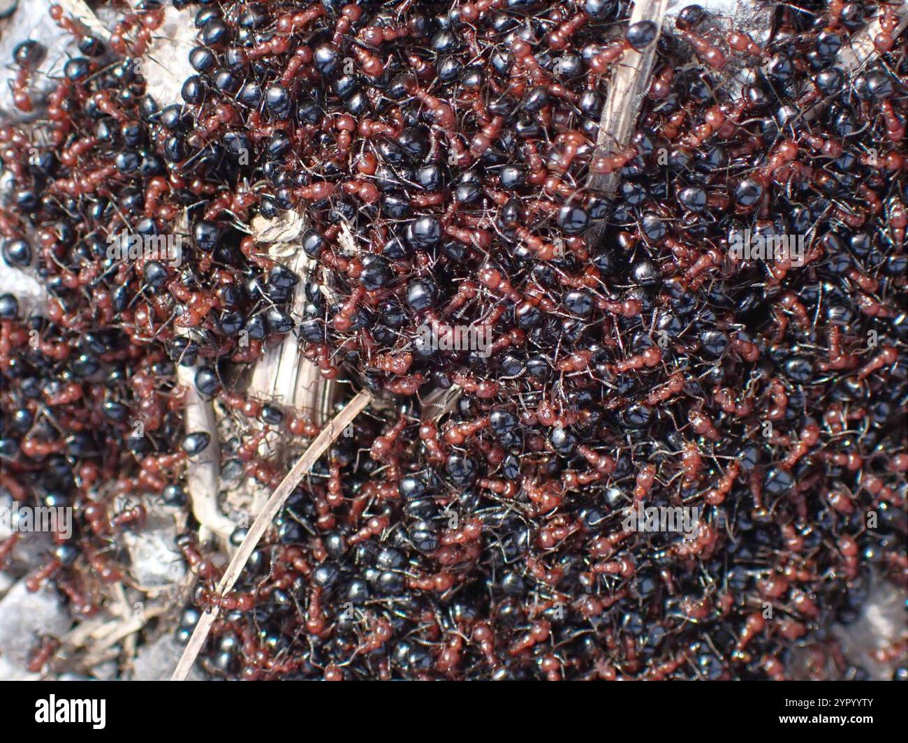 Odorous ant hi-res stock photography and images - Alamy
