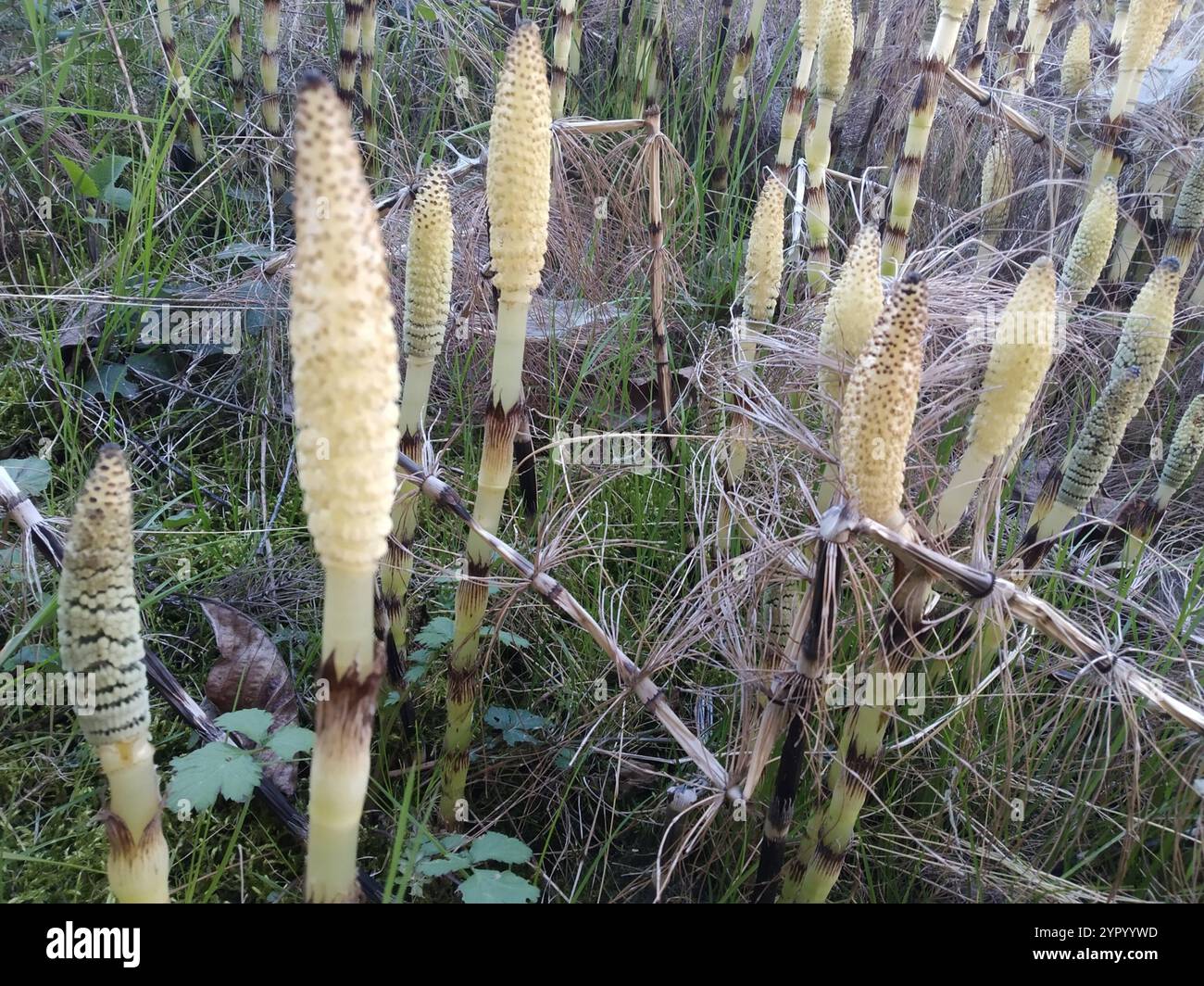 great horsetail (Equisetum telmateia Stock Photo - Alamy