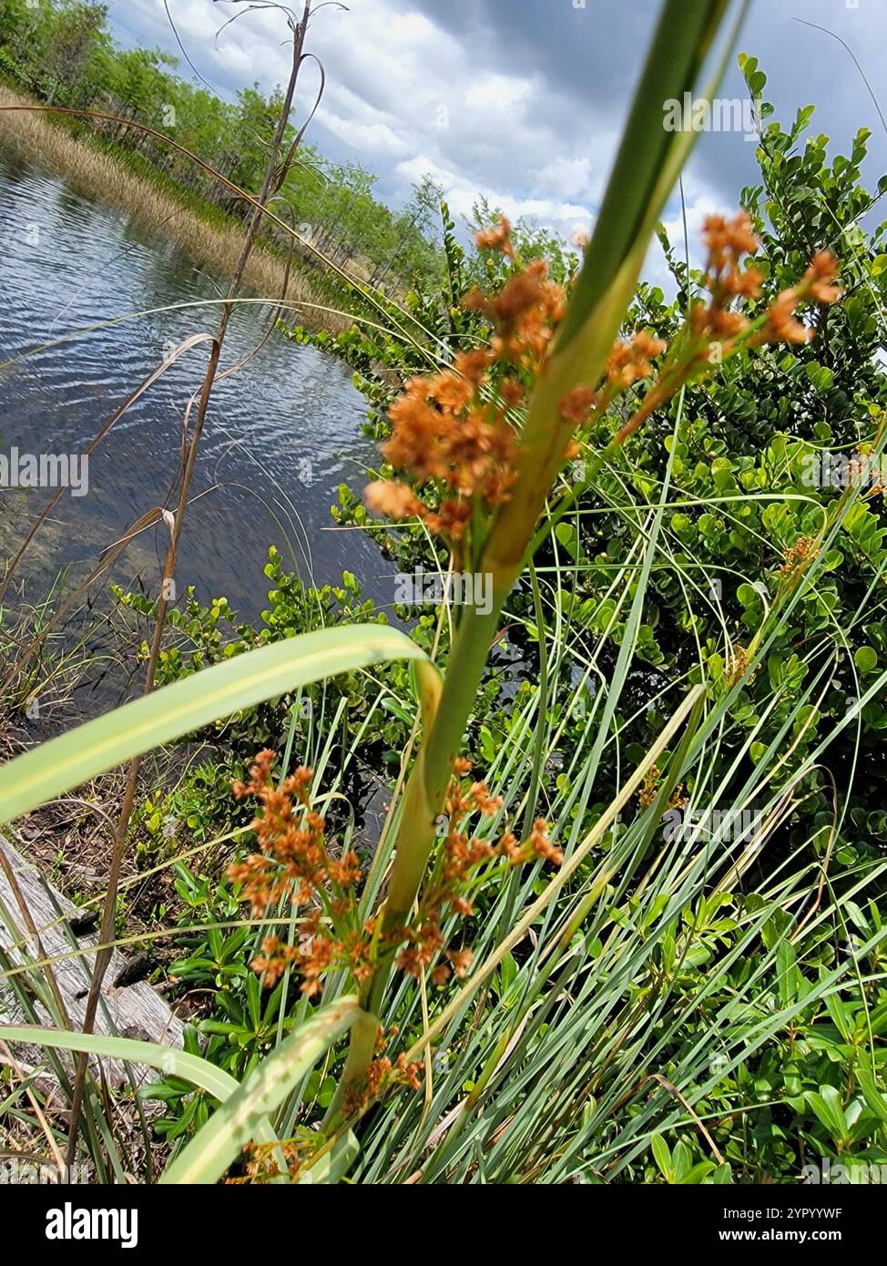 Swamp Sawgrass (Cladium mariscus Stock Photo - Alamy