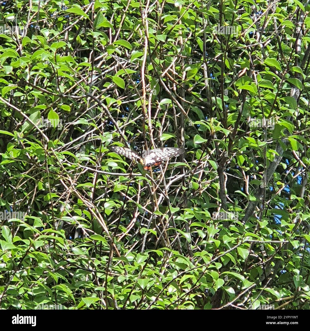 Dainty Swallowtail (Papilio anactus Stock Photo - Alamy