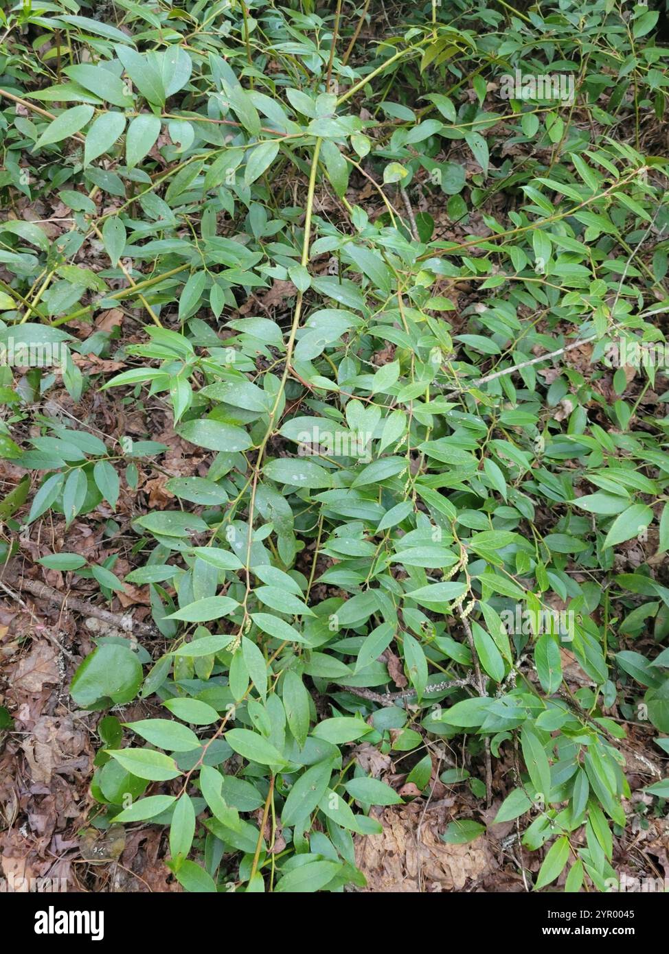 mountain doghobble (Leucothoe fontanesiana Stock Photo - Alamy