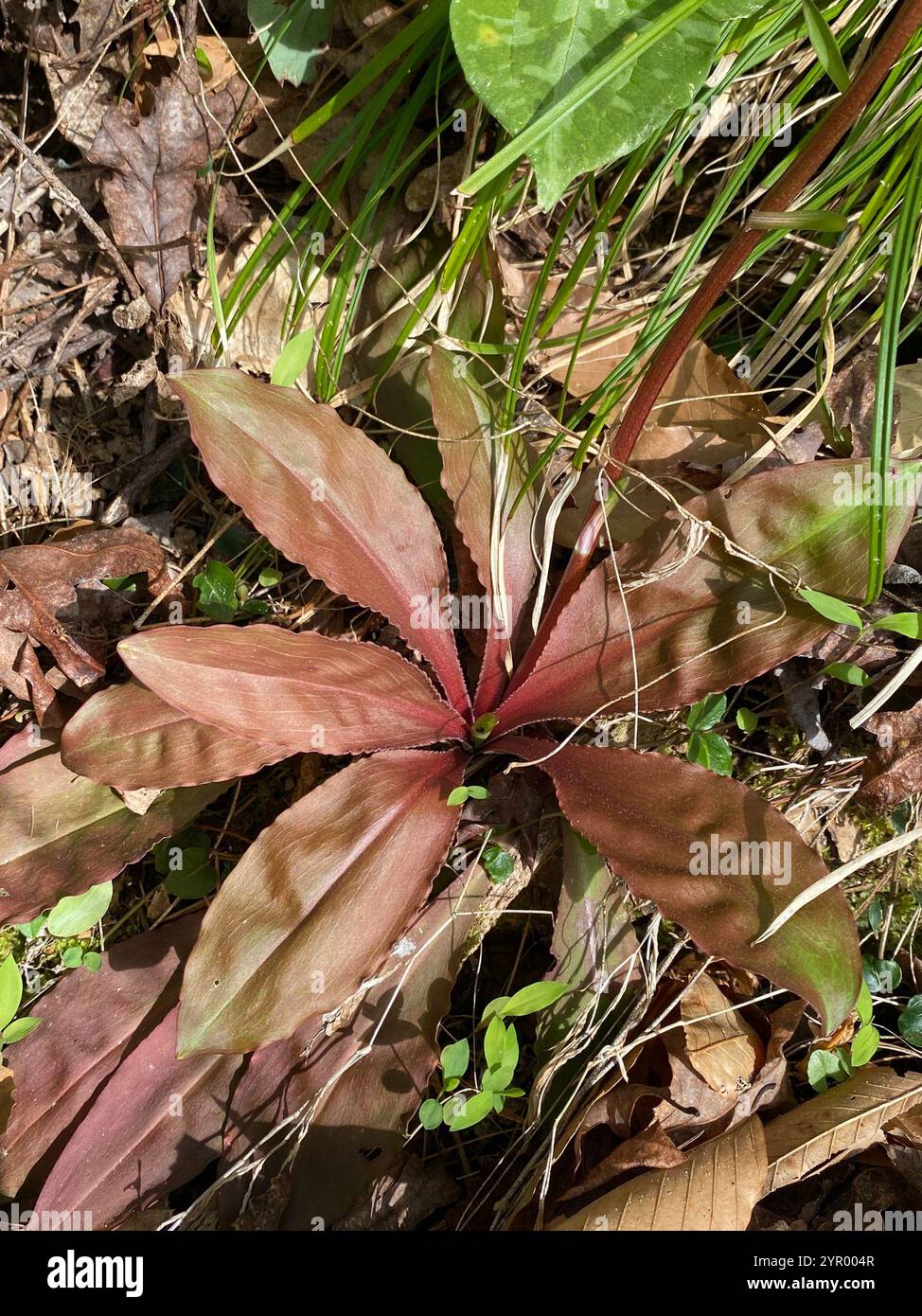 devil's bit (Chamaelirium luteum Stock Photo - Alamy