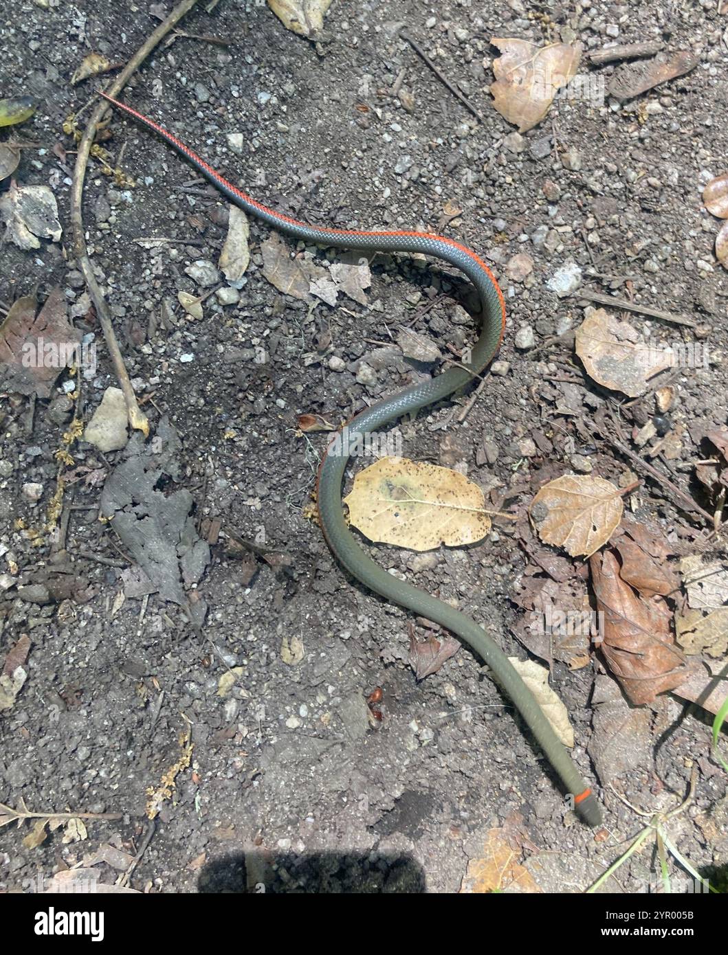 Ring-necked Snake (Diadophis punctatus Stock Photo - Alamy