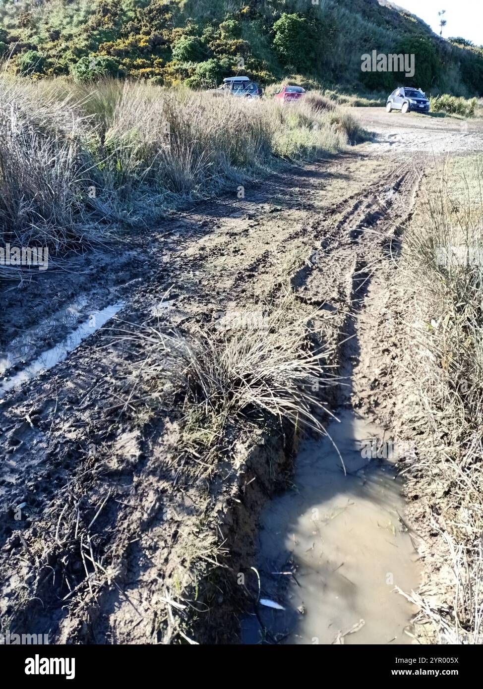Yelloweye Mullet (Aldrichetta forsteri Stock Photo - Alamy
