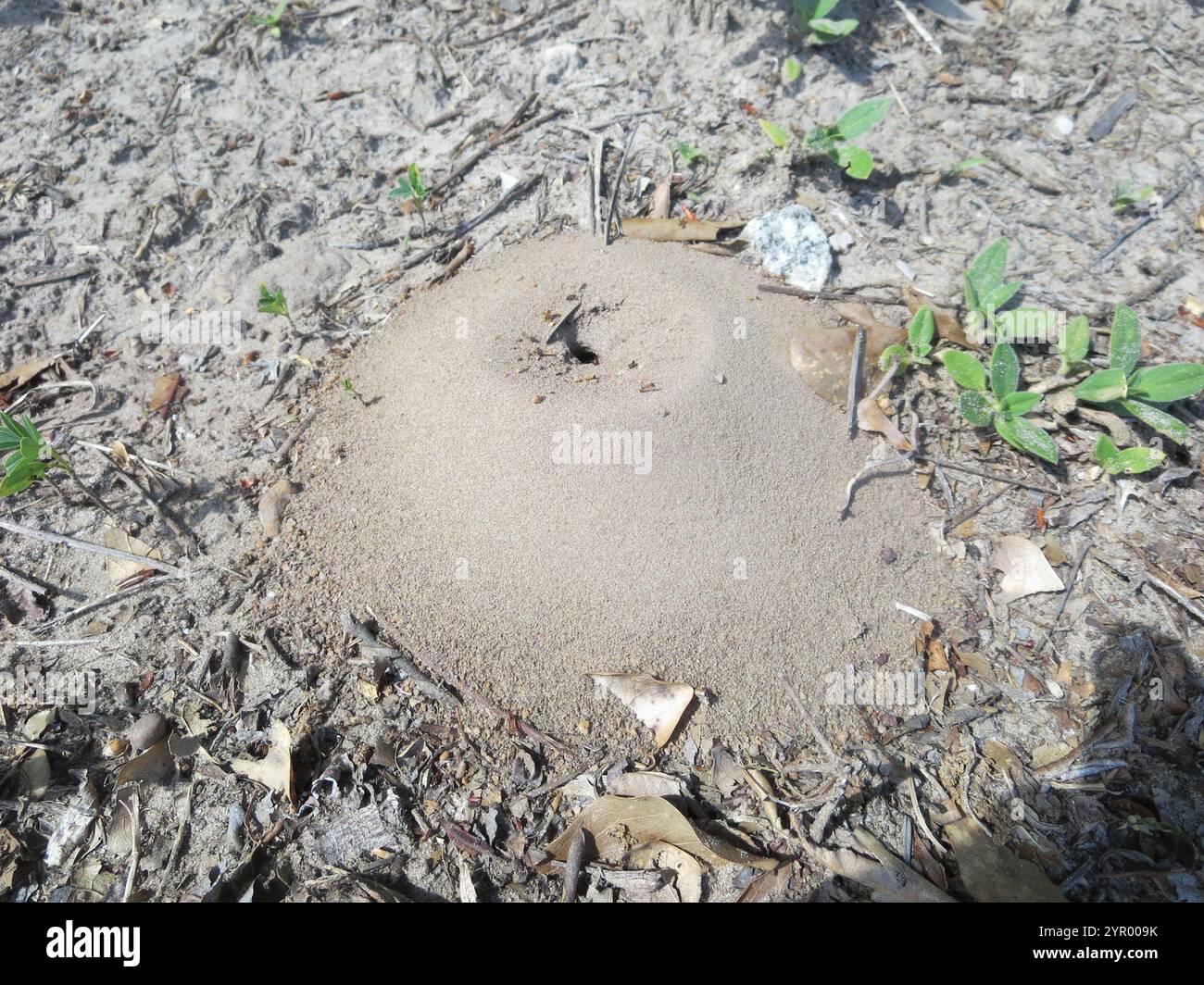 Buren's Pyramid Ant (Dorymyrmex bureni Stock Photo - Alamy