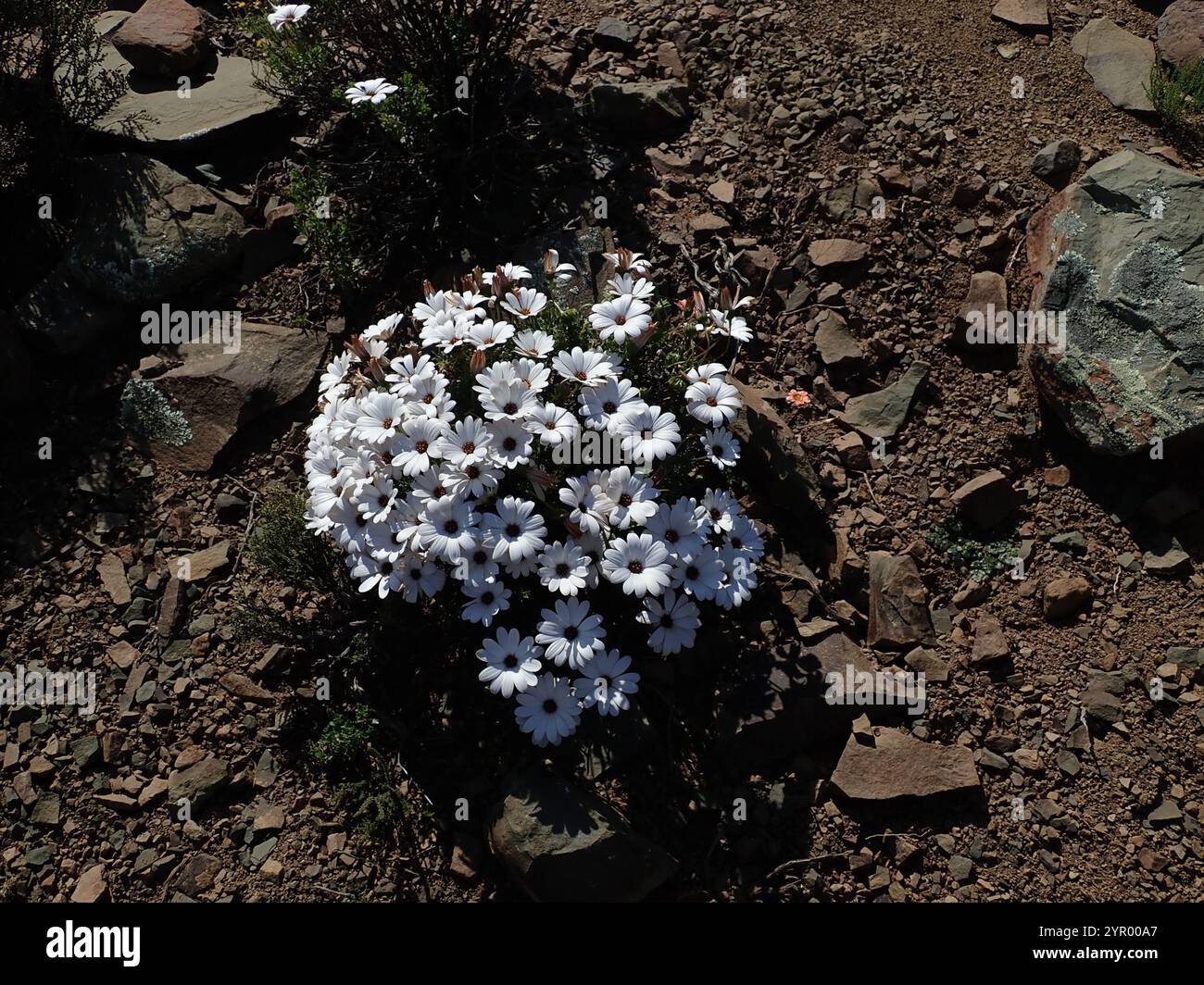 Sticky Rain Daisy (Dimorphotheca cuneata Stock Photo - Alamy