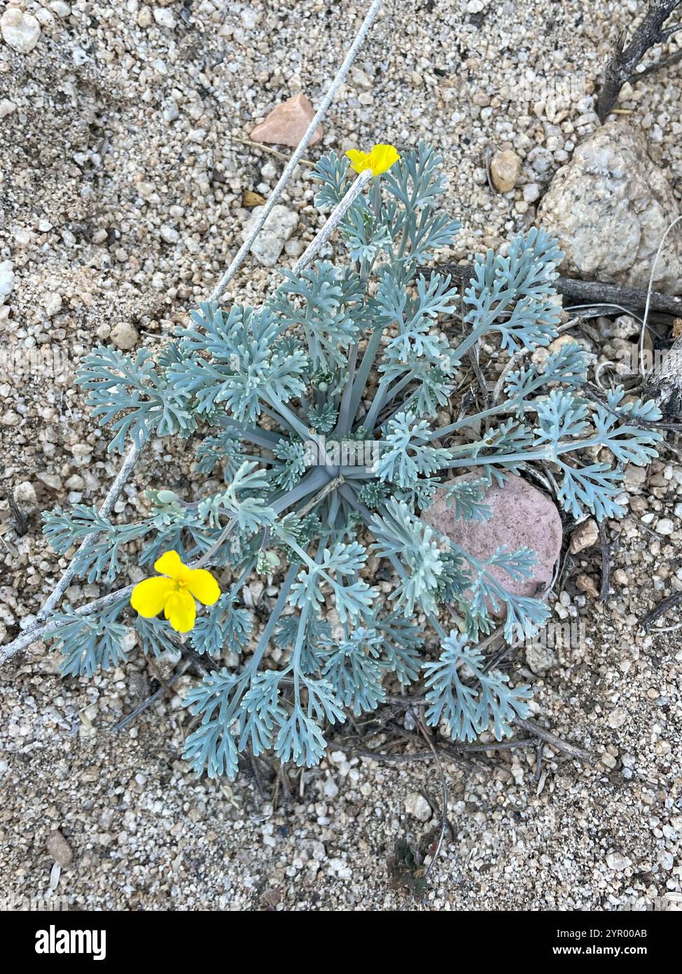 Little Gold Poppy (Eschscholzia minutiflora Stock Photo - Alamy