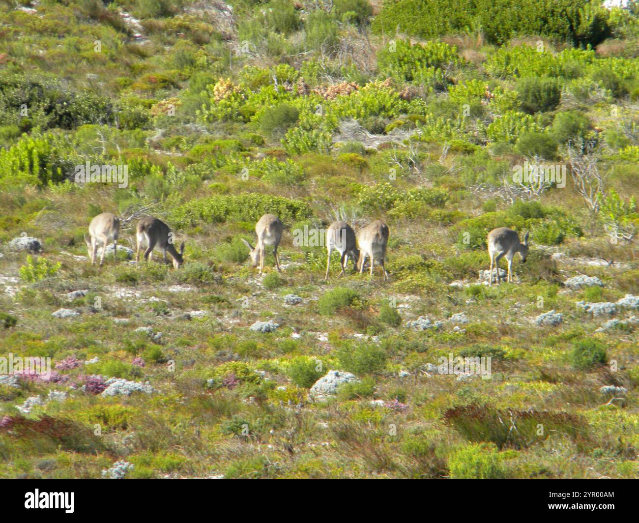 Rhebok hi-res stock photography and images - Alamy