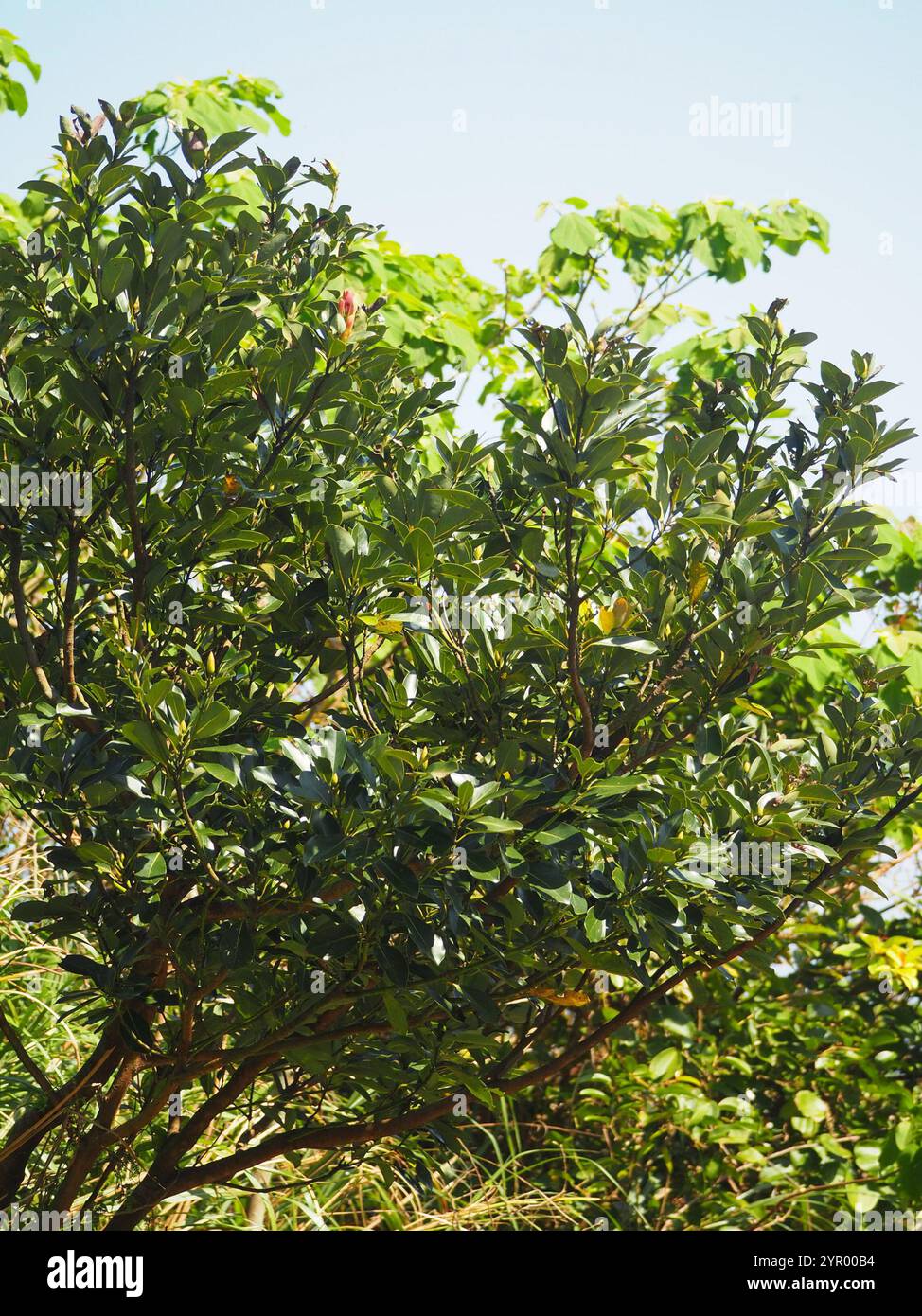 Machilus thunbergii hi-res stock photography and images - Alamy