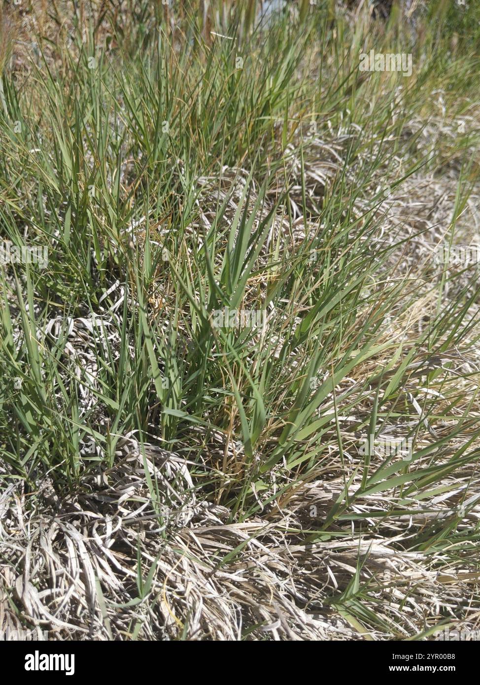 Saltgrass (Distichlis spicata Stock Photo - Alamy