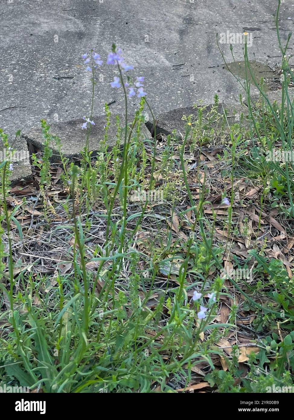 blue toadflax (Nuttallanthus canadensis Stock Photo - Alamy