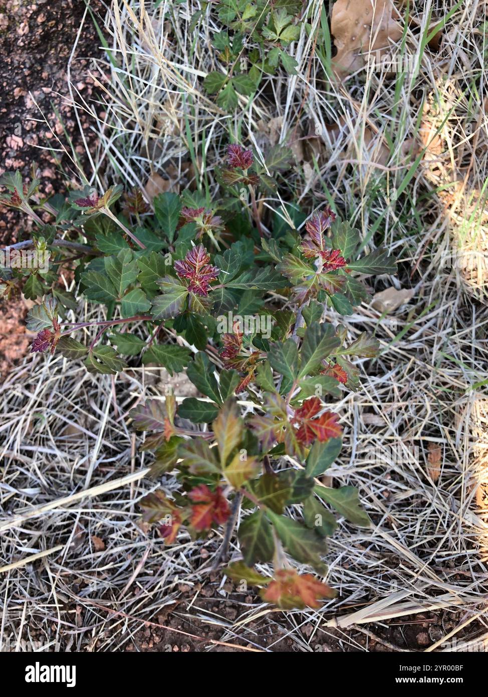 fragrant sumac (Rhus aromatica Stock Photo - Alamy