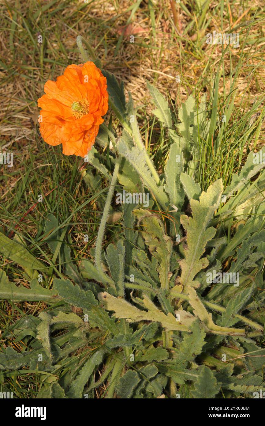 Atlas Poppy (Papaver atlanticum Stock Photo - Alamy
