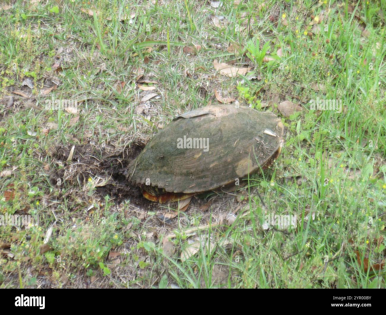 Pond Slider (Trachemys scripta Stock Photo - Alamy