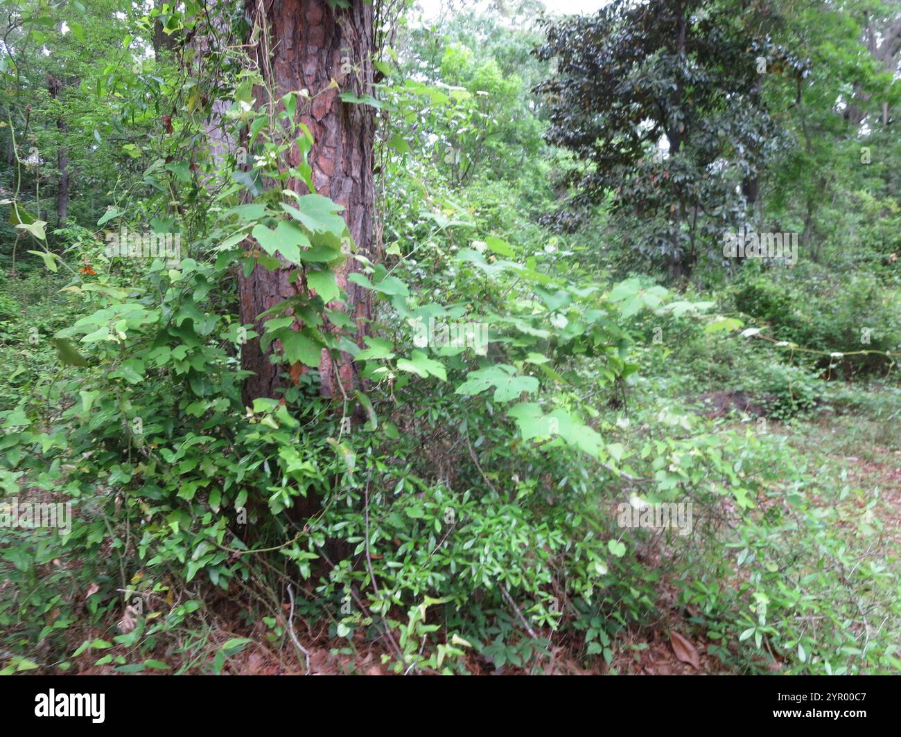 graybark grape (Vitis cinerea Stock Photo - Alamy