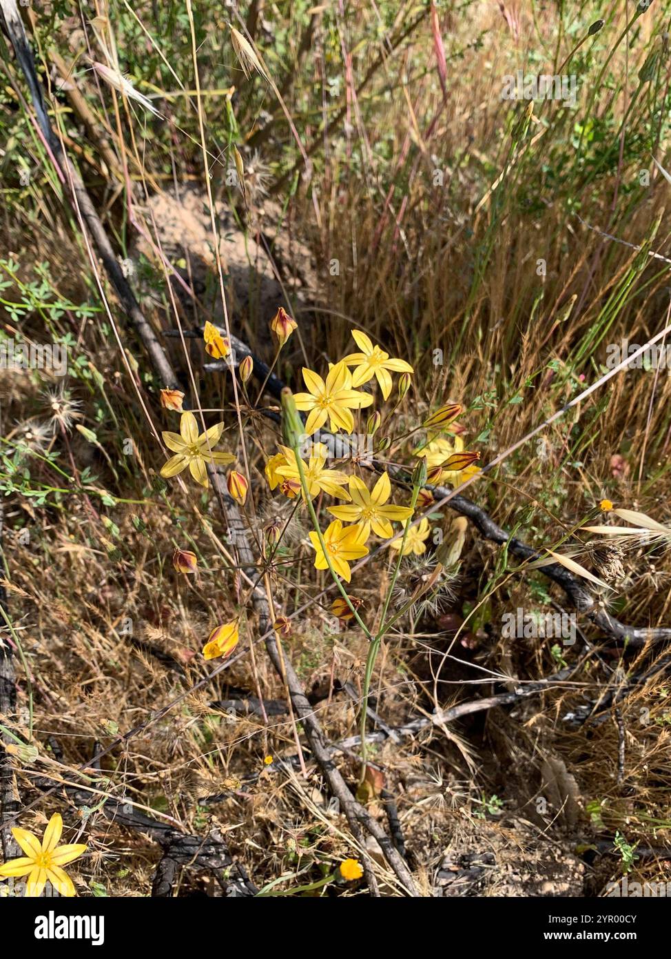 Golden brodiaea hi-res stock photography and images - Alamy