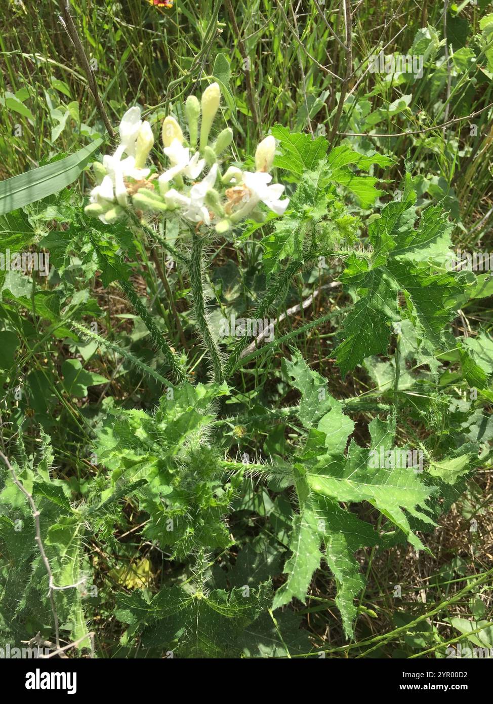 Texas Bull Nettle (Cnidoscolus texanus Stock Photo - Alamy