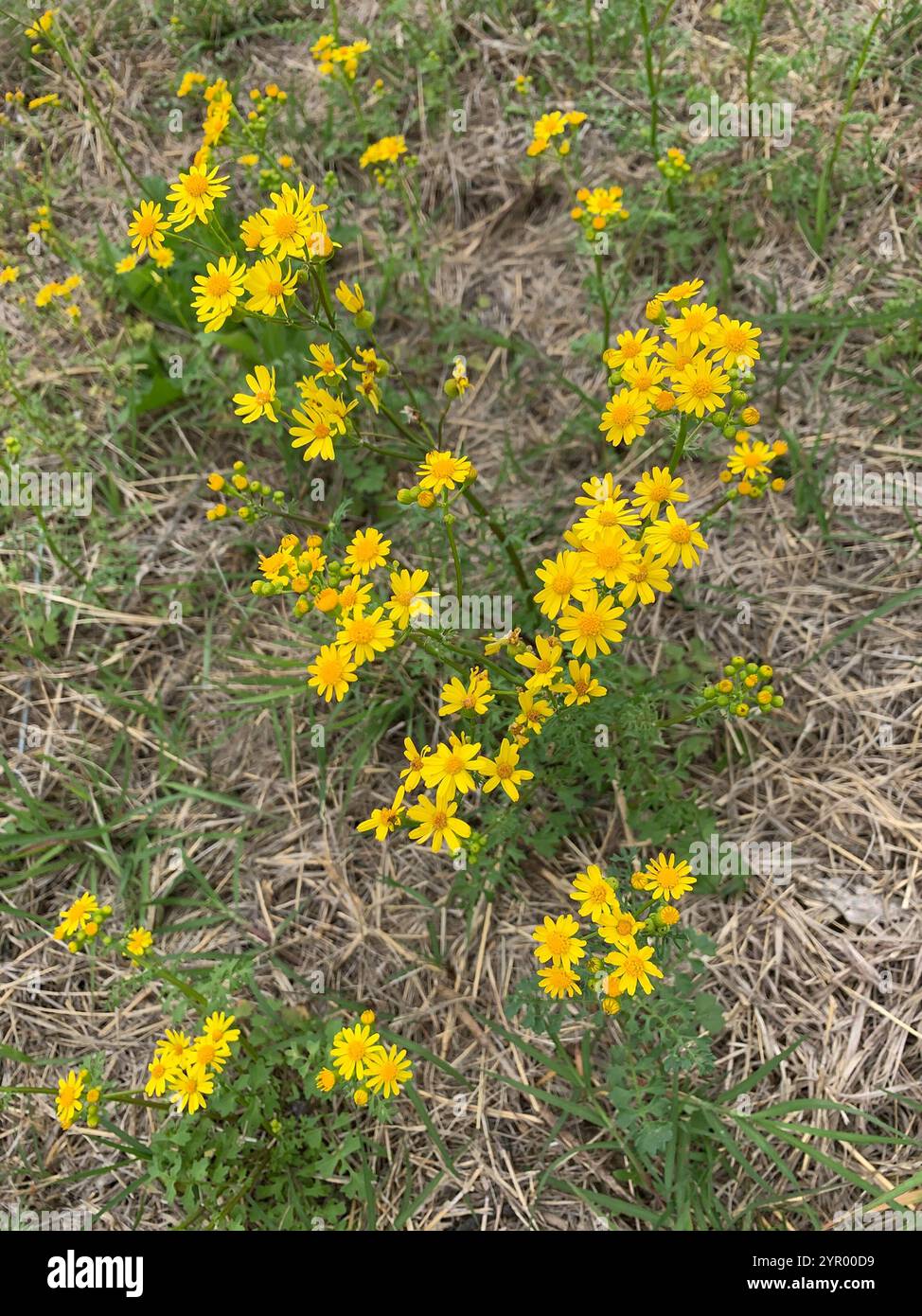 Great Plains Ragwort (Packera tampicana Stock Photo - Alamy