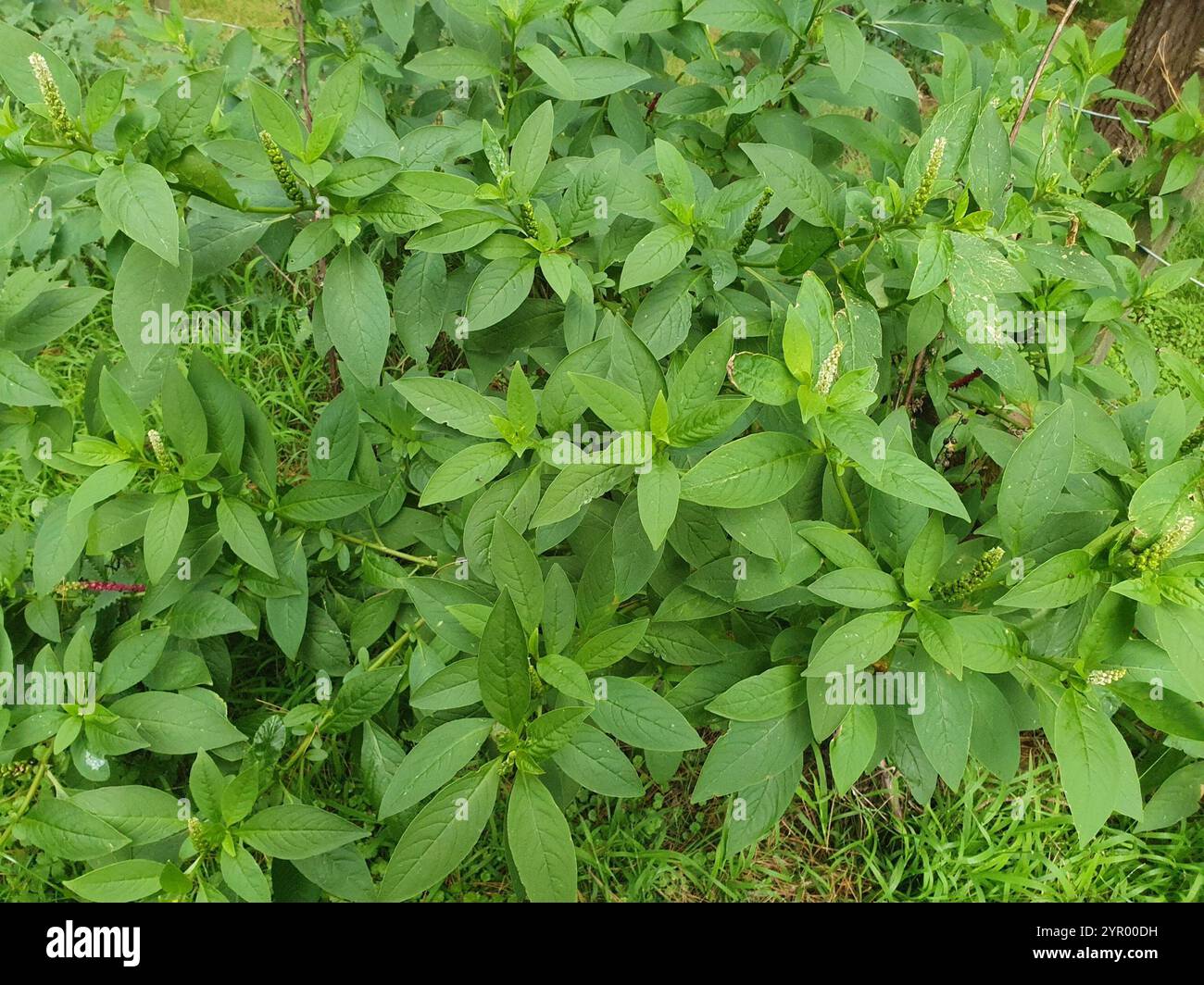 Inkweed (Phytolacca octandra Stock Photo - Alamy