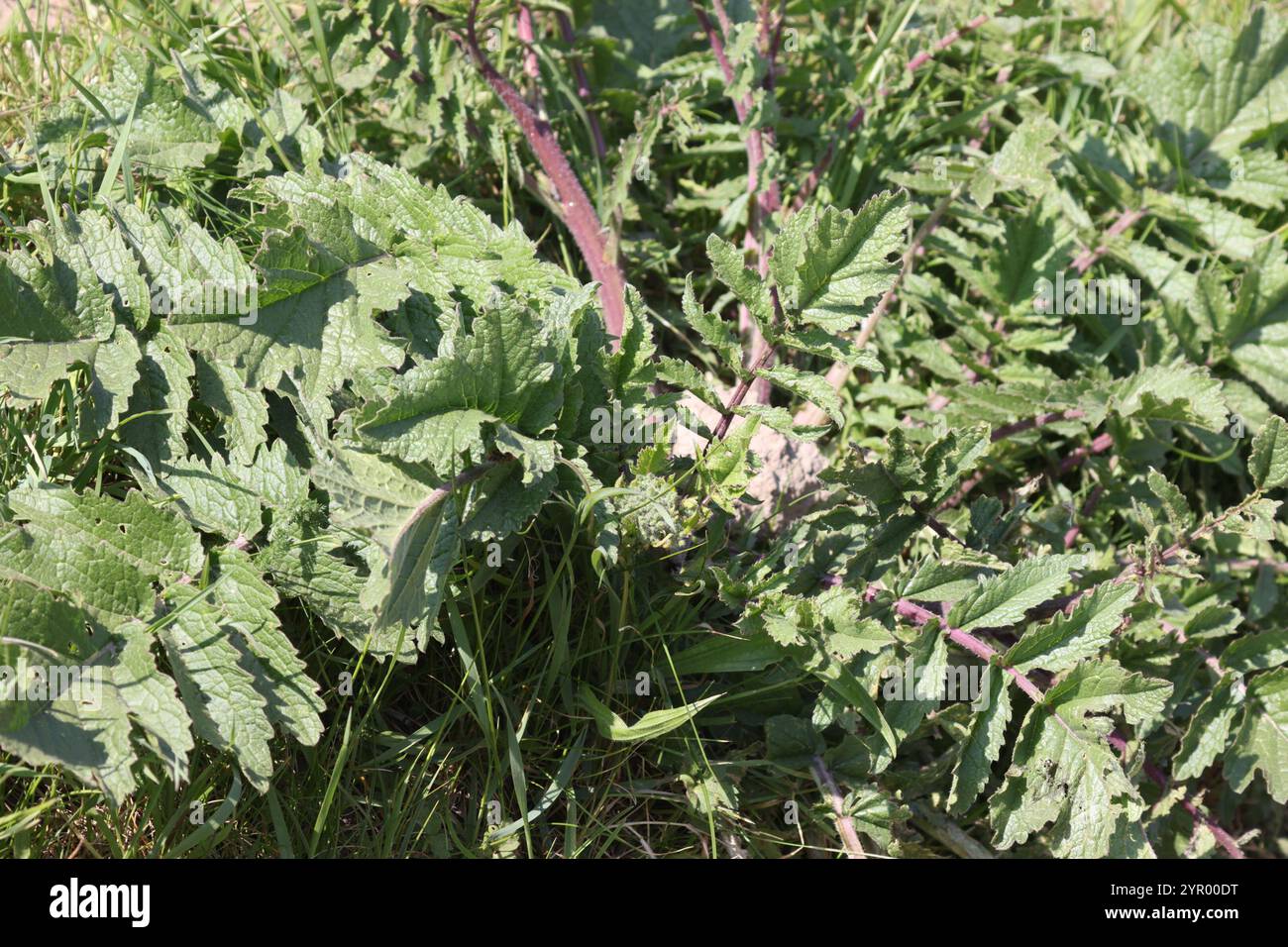 Mediterranean Radish (Raphanus raphanistrum landra Stock Photo - Alamy