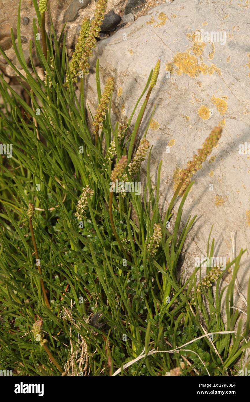 Sea Plantain (Plantago maritima Stock Photo - Alamy
