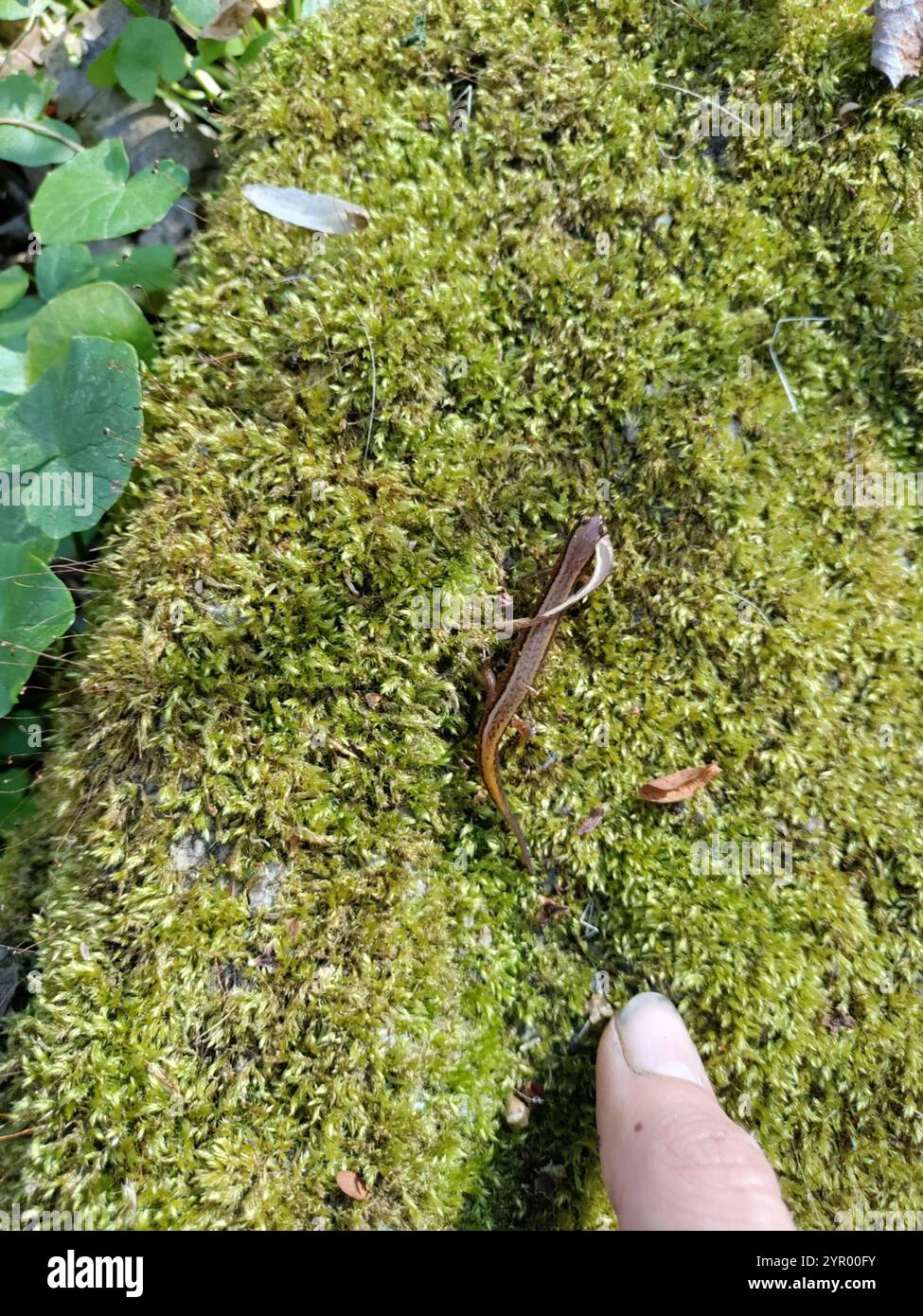 Northern Two-lined Salamander (Eurycea bislineata Stock Photo - Alamy