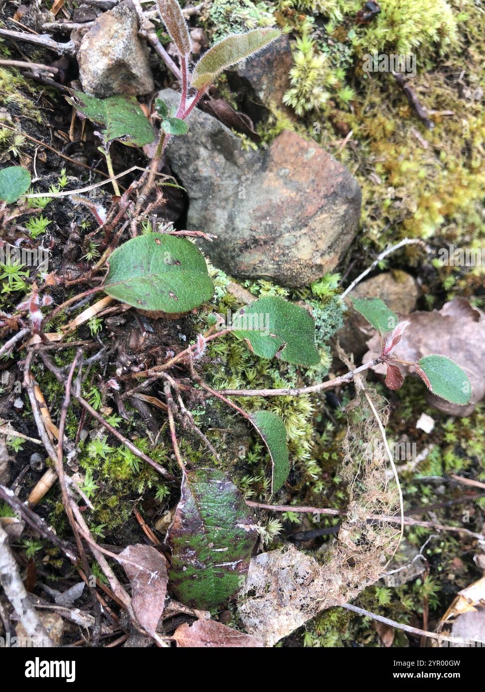 trailing arbutus (Epigaea repens Stock Photo - Alamy