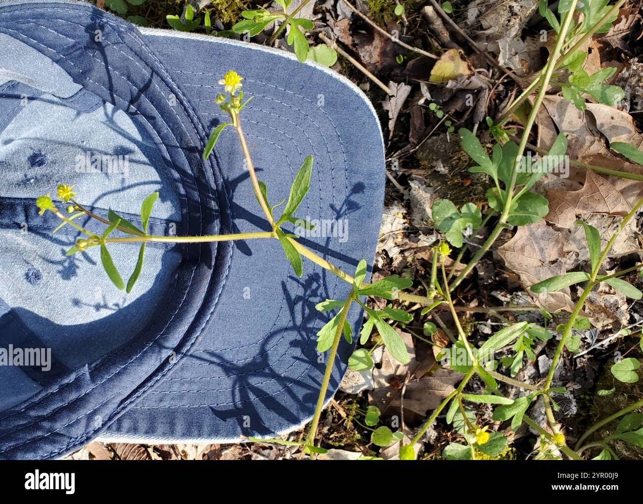 rock buttercup (Ranunculus micranthus Stock Photo - Alamy
