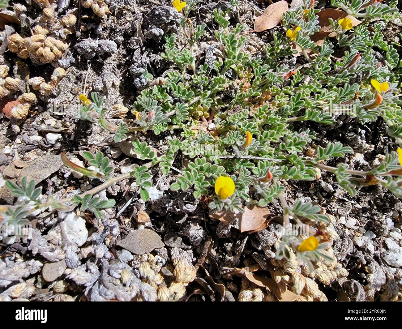 Strigose lotus hi-res stock photography and images - Alamy