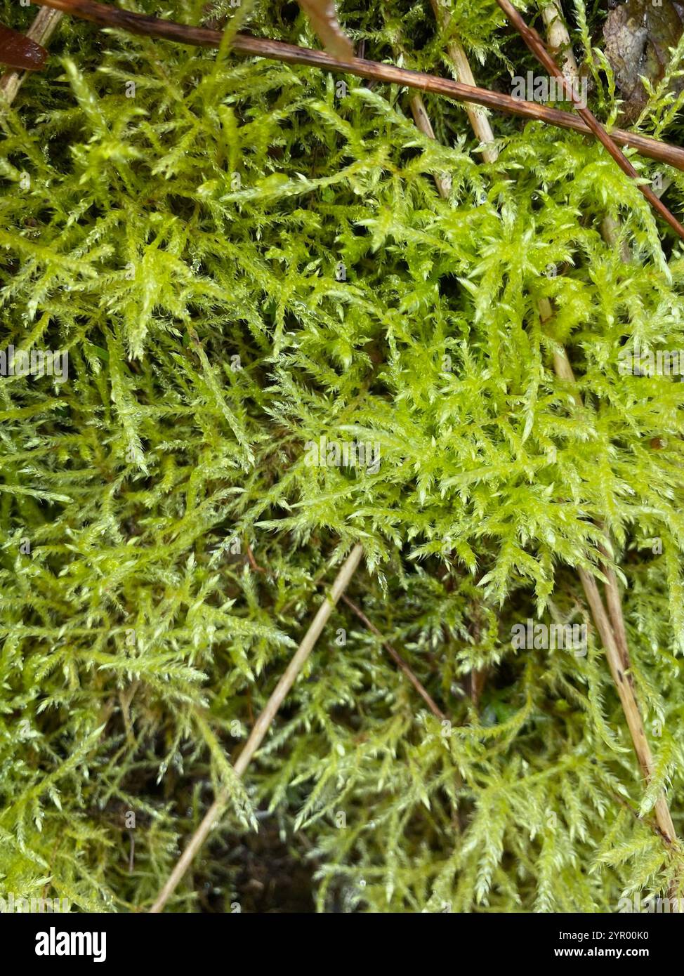 Common Feather-moss (Kindbergia praelonga Stock Photo - Alamy