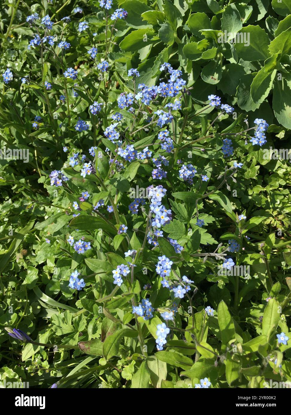 Wood Forget-me-not (Myosotis sylvatica Stock Photo - Alamy