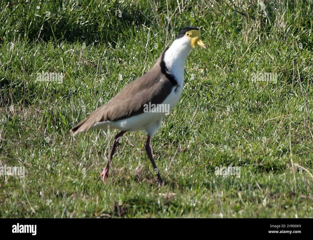 Black-shouldered Masked Lapwing (Vanellus miles novaehollandiae Stock ...
