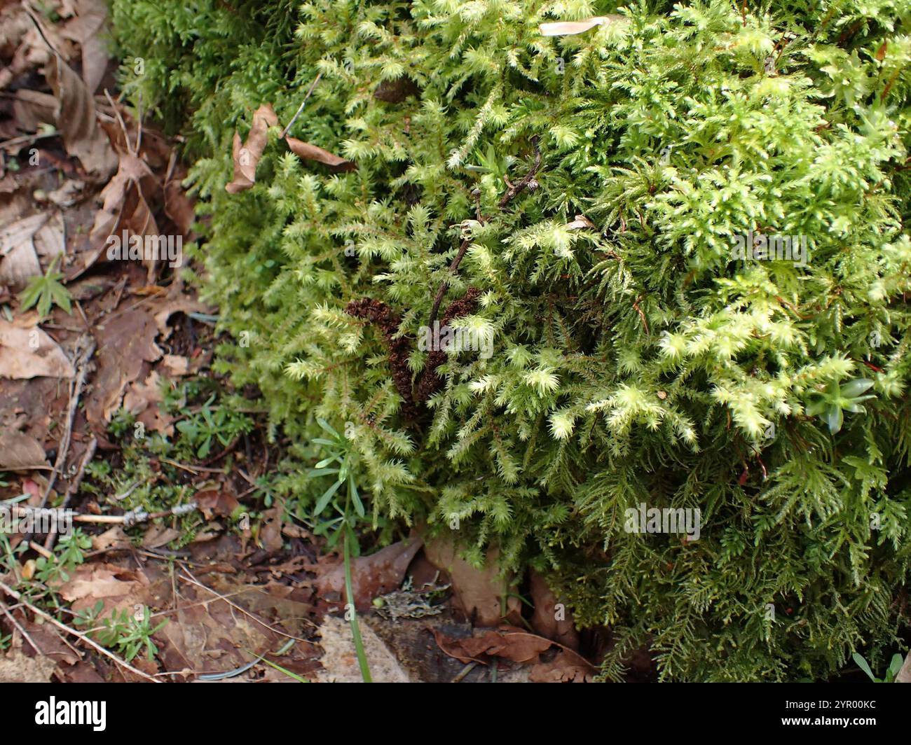 rough goose neck moss (Hylocomiadelphus triquetrus Stock Photo - Alamy