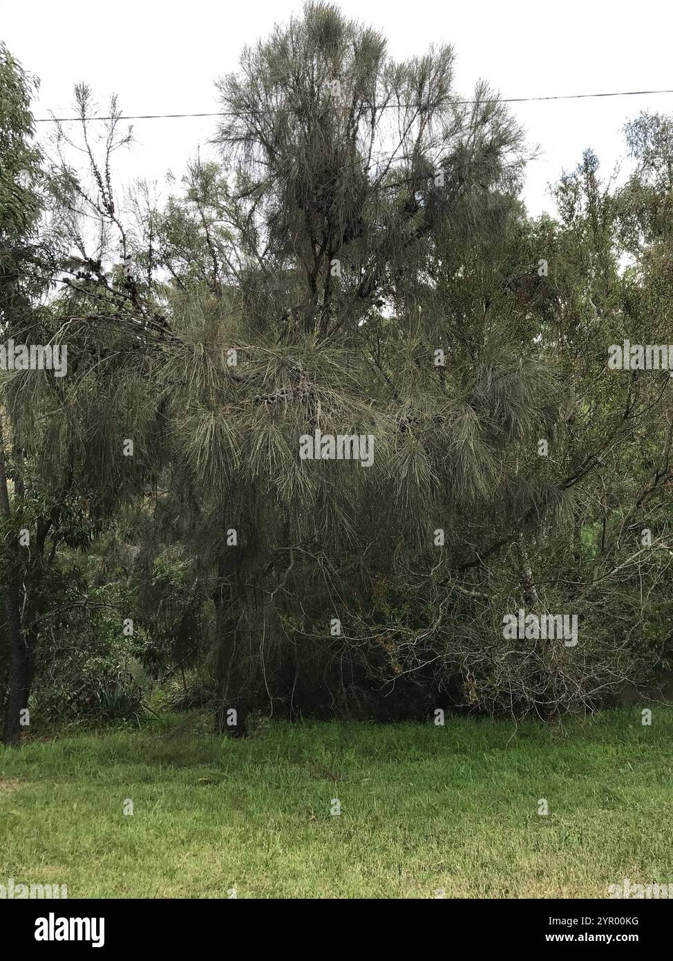 Drooping She-oak (Allocasuarina verticillata Stock Photo - Alamy