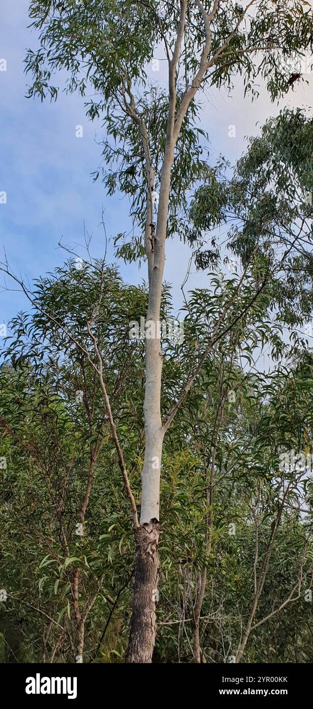 Carbeen (Corymbia tessellaris Stock Photo - Alamy