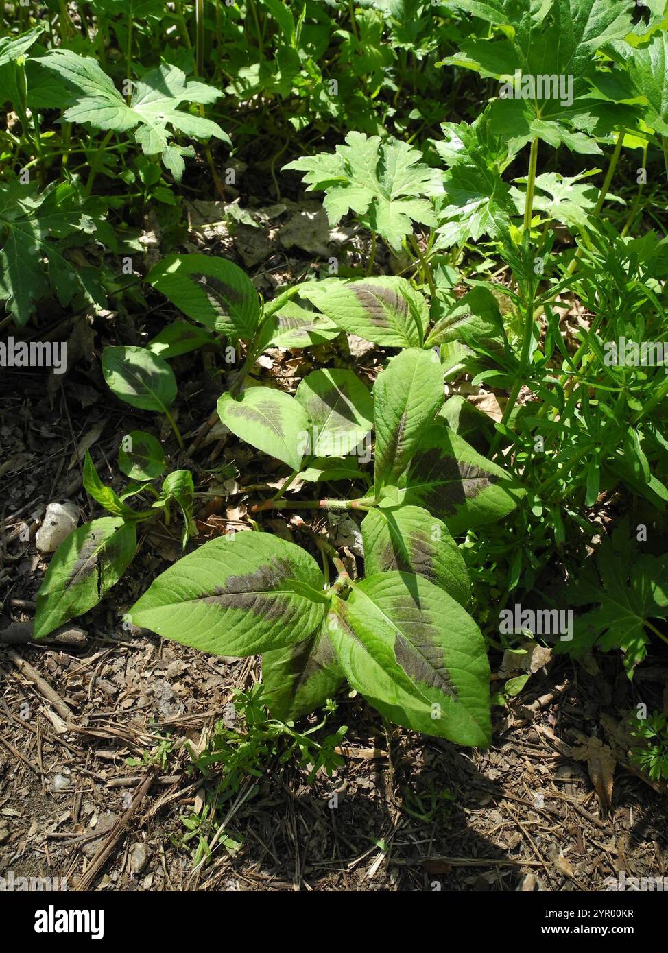 American jumpseed (Persicaria virginiana Stock Photo - Alamy