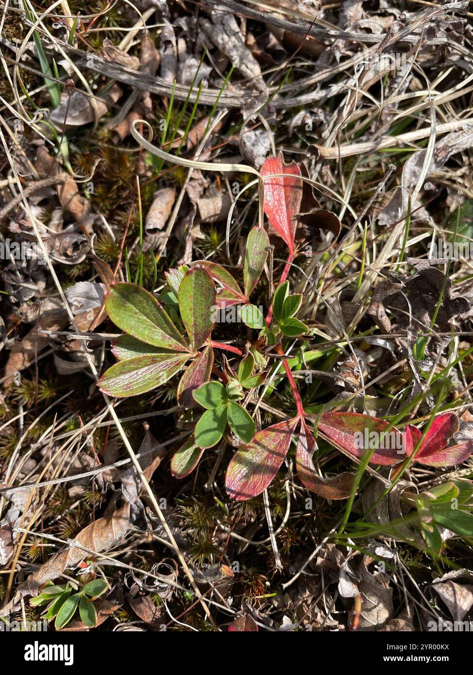 three-toothed cinquefoil (Sibbaldiopsis tridentata Stock Photo - Alamy