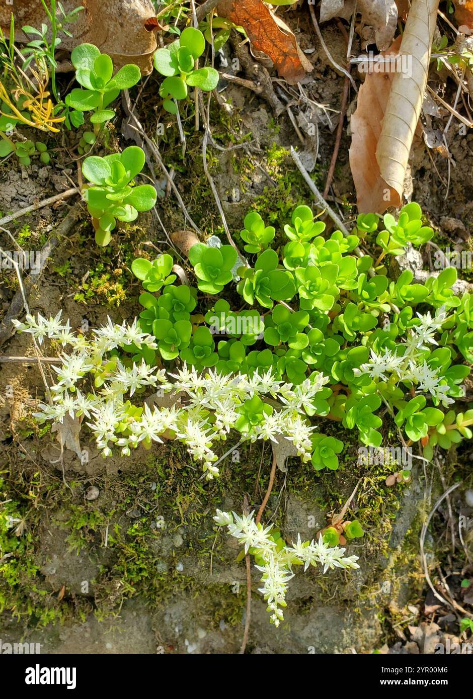 woodland stonecrop (Sedum ternatum Stock Photo - Alamy