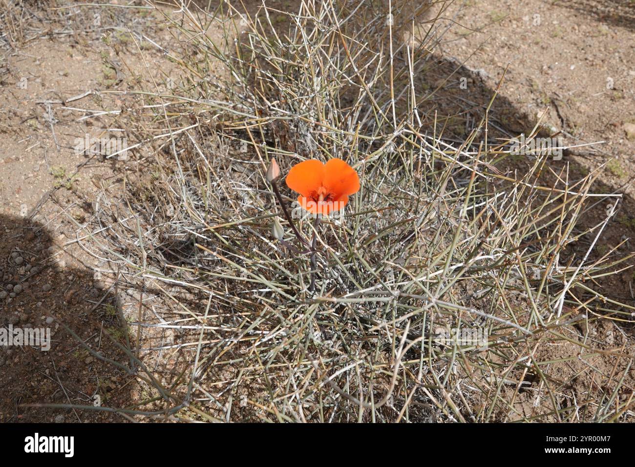 desert mariposa lily (Calochortus kennedyi Stock Photo - Alamy