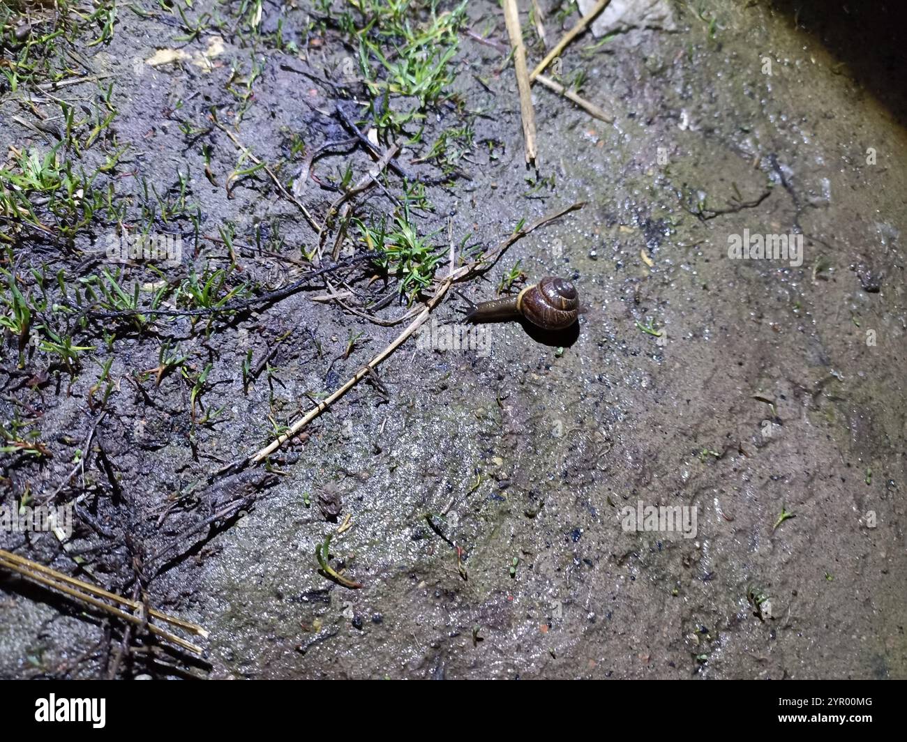 Copse Snail (Arianta arbustorum Stock Photo - Alamy
